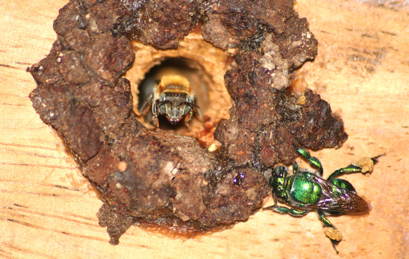 La Miel de Abeja, medicina milagrosa para curar, heridas de la piel y ...